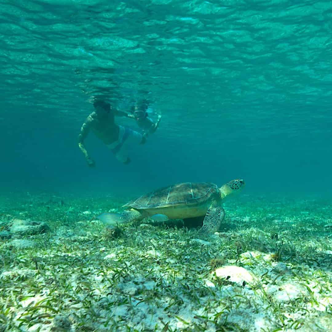 Traveler Reviews of Shelldon’s Sea Turtle Underwater Adventure in Santa ...
