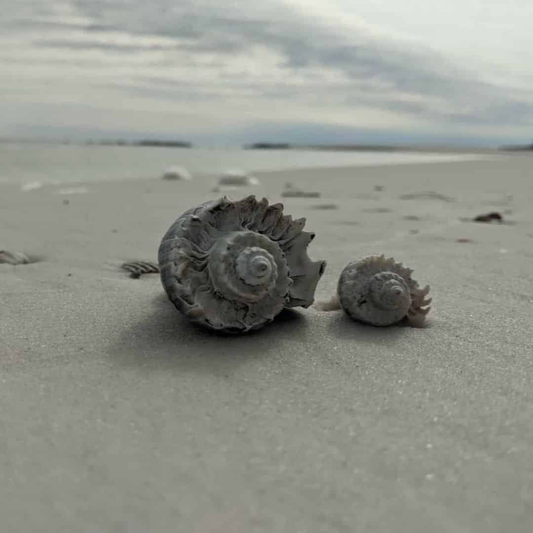 Panama City Beach: Shell Island Shelling Excursion - TripShock!