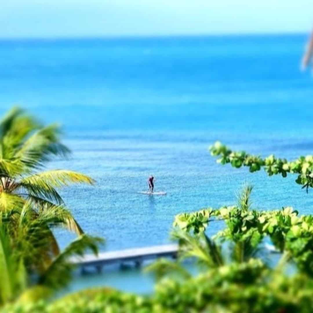 Guided Paddleboard Eco Tour in Siesta Key - TripShock!