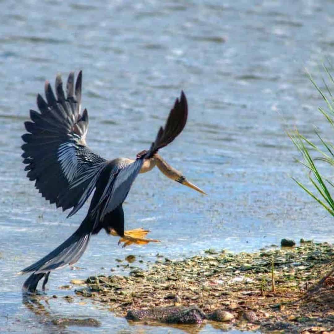 Myrtle Beach: Murrells Inlet Saltwater Marsh Bird Watching & Eco Boat ...