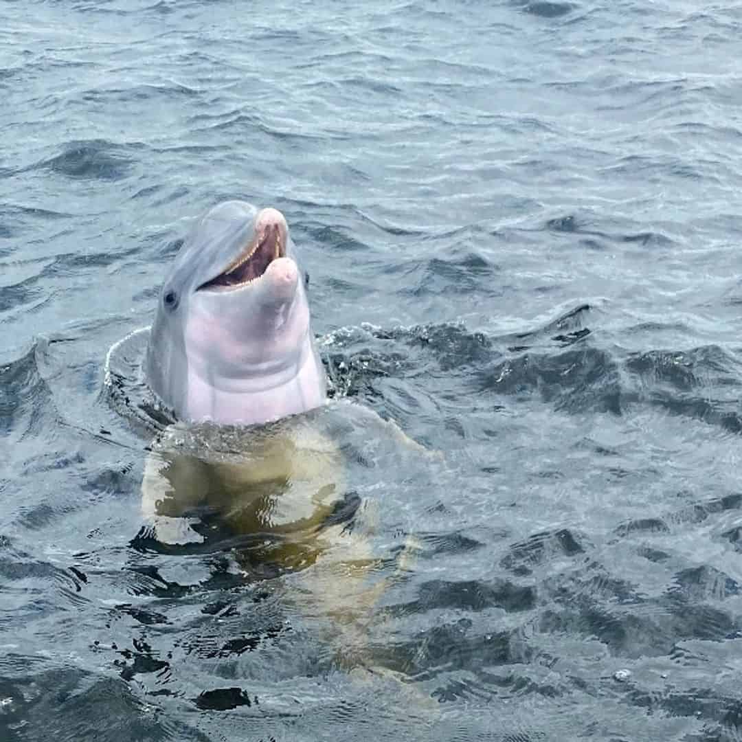 Private Dolphin Excursion - TripShock!