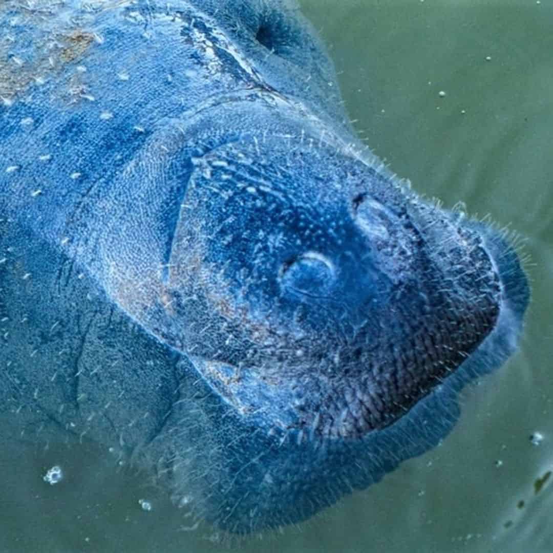 Naples: Manatee, Dolphin & 10,000 Island's Eco Boat Tour - TripShock!