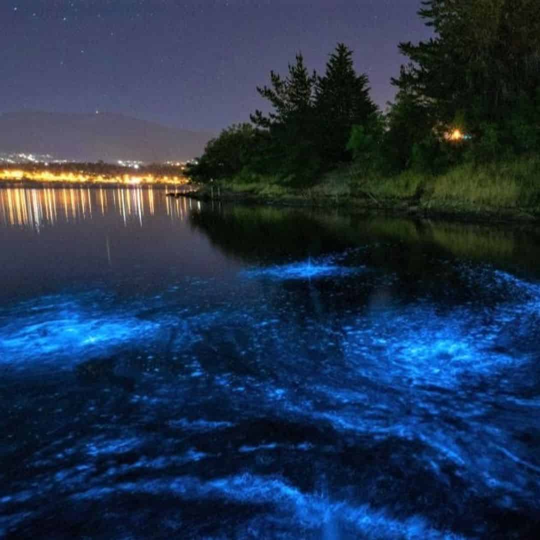 Bioluminescence Kayak Tour - TripShock!