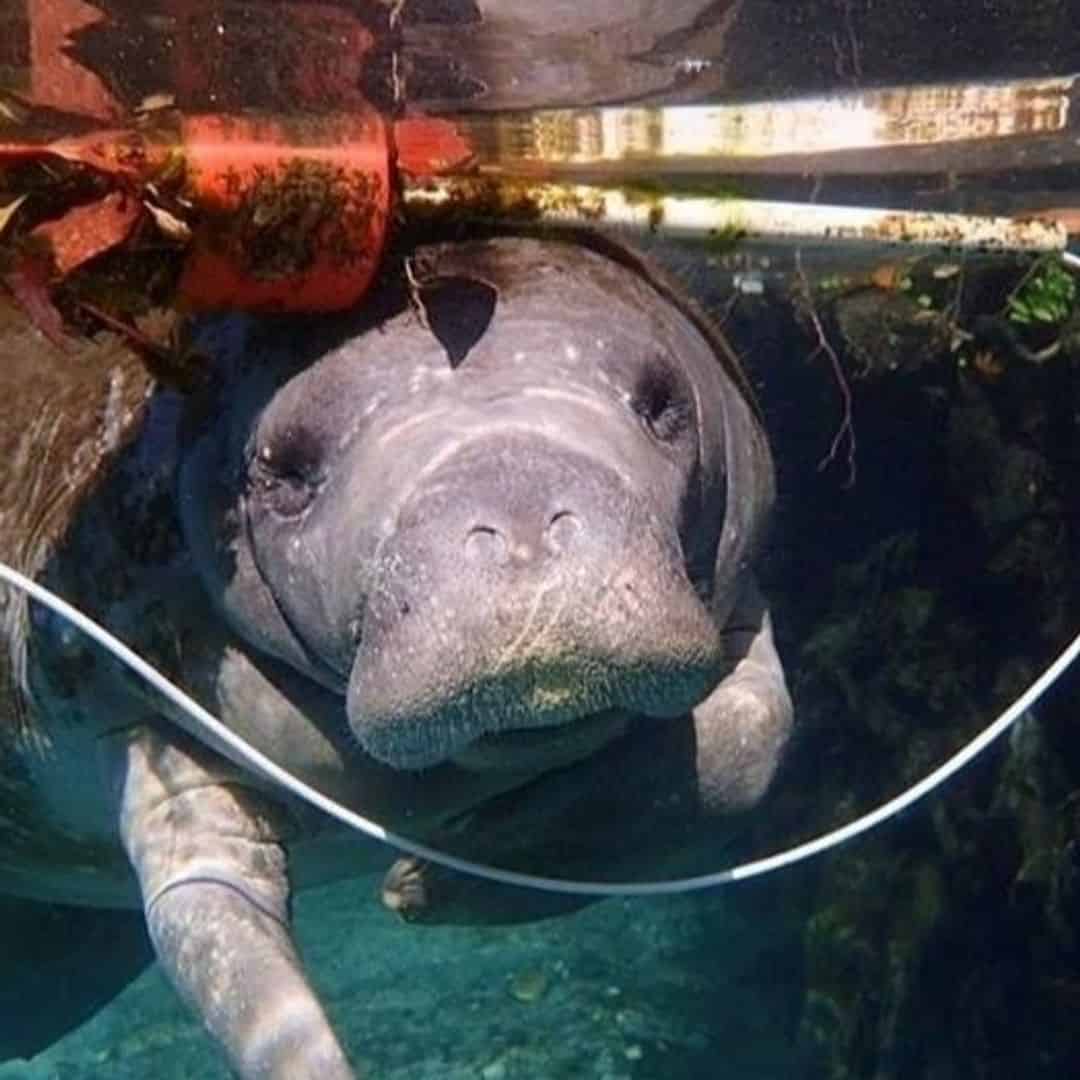 Top Crystal River Manatee Tours 2025 - TripShock!