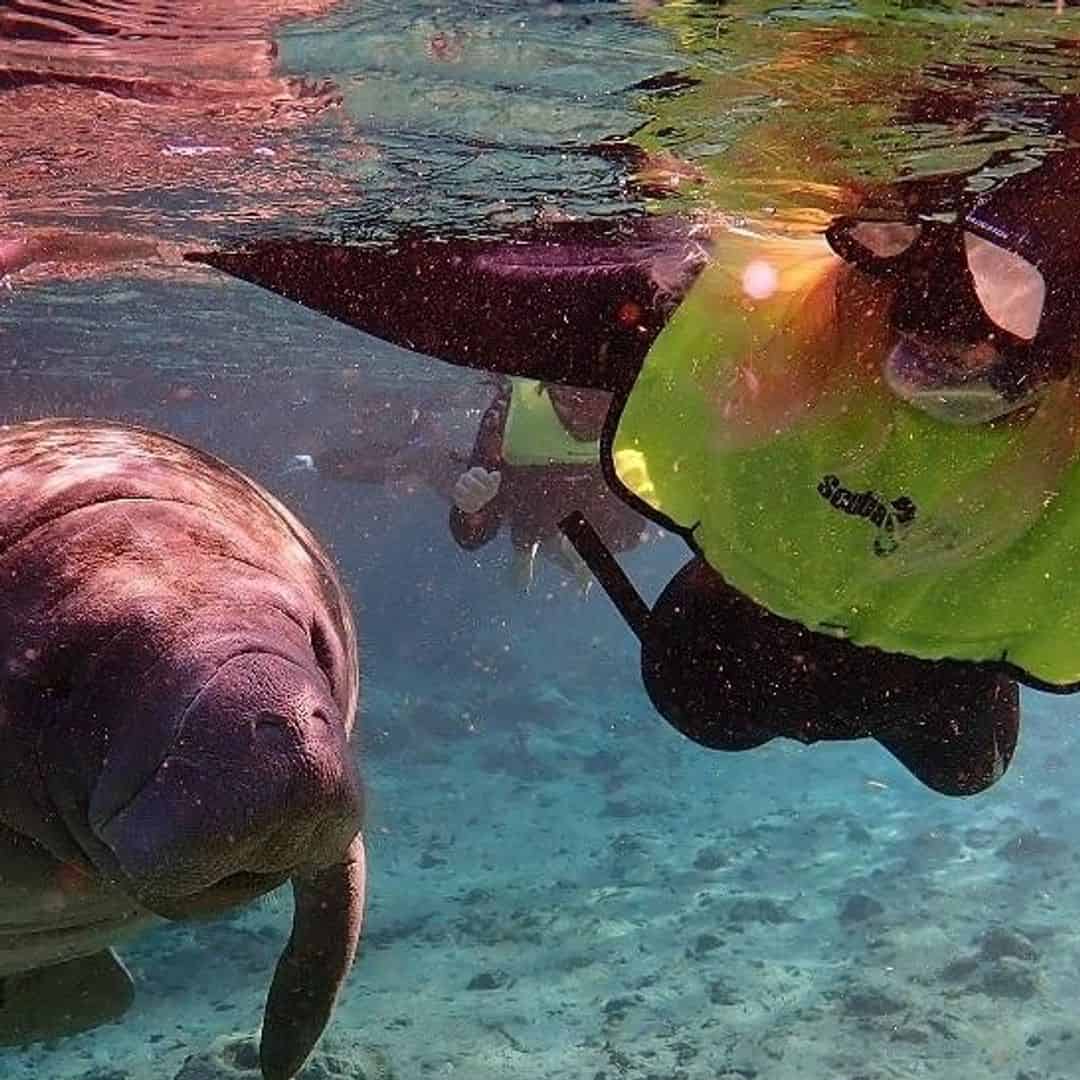 VIP Manatee Swim Tour - TripShock!
