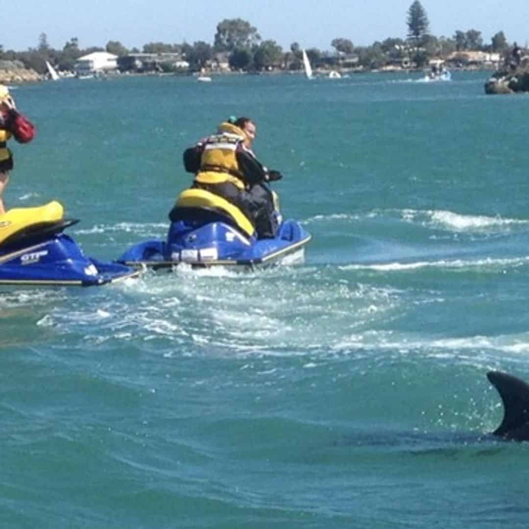 Destin Harbor: Gilligan’s Waverunner Dolphin Tour - TripShock!