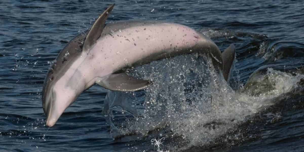 Sunny Lady Dolphin Cruises at The Wharf | Online Booking