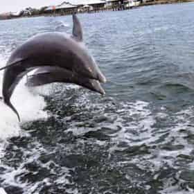 Southern Rose Dolphin Cruise - TripShock!