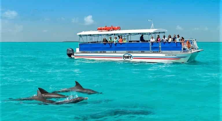 Combo Dolphin Watch & Snorkel Tour with Beer & Wine - TripShock!