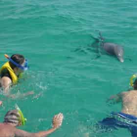 4 Hour Shell Island Dolphin Swim Experience - TripShock!