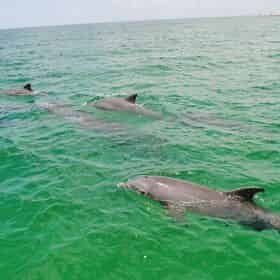 Shell Island Dolphin Tour on Waverunners - TripShock!