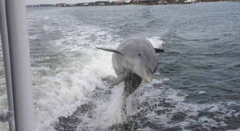Southern Rose Dolphin Cruise - TripShock!
