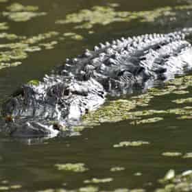 Barataria Swamp Tour from New Orleans with Optional Transportation ...